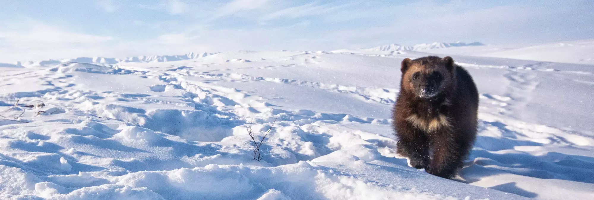Pourquoi les carcajous sont l'animal arctique que nous aimons détester 34919_1