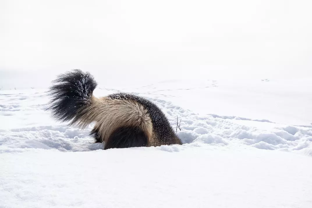 一隻北極狼獾在它的雪窩附近挖掘。