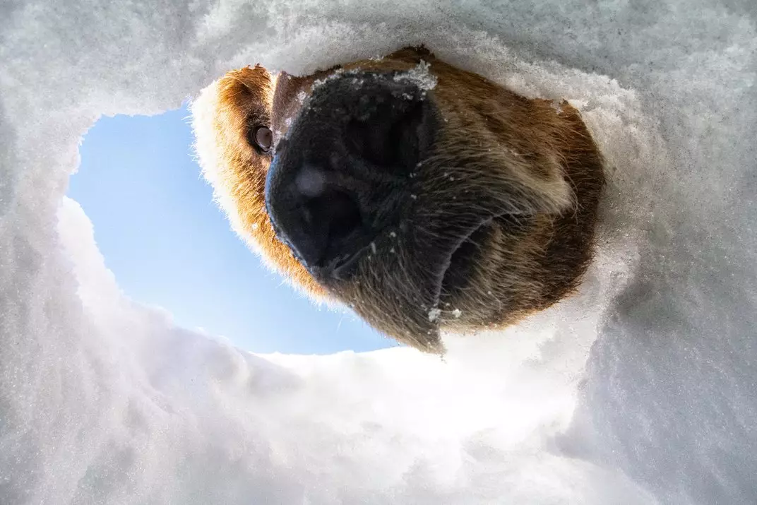 Un orso grizzly scruta in una buca scavata da un ghiottone