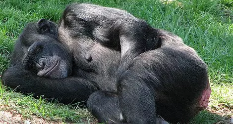 Les chimpanzés dorment dans les arbres pour échapper à l'humidité