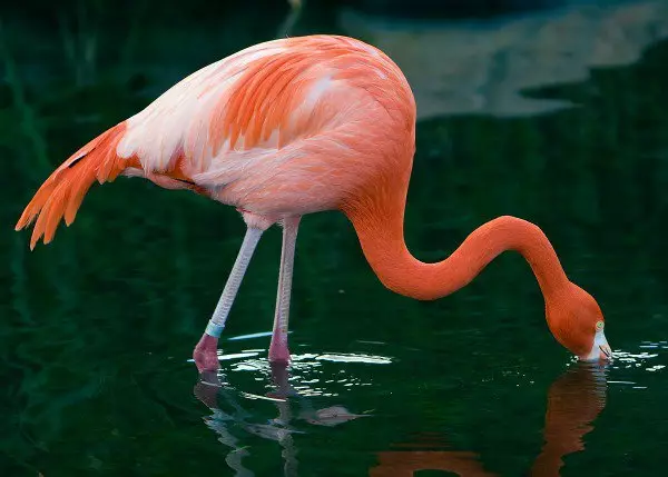 Flamingos depann de konpoze chimik ki sòti nan plant yo pou koulè plim yo, janm yo ak bèk yo.