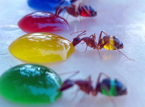 Spookmieren drinken suikerwater met kleurstof, wat zichtbaar is in hun transparante buik.