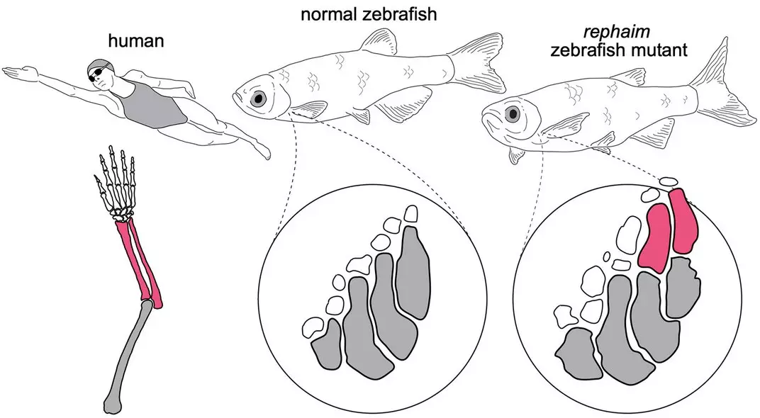 Zebrafish z udi