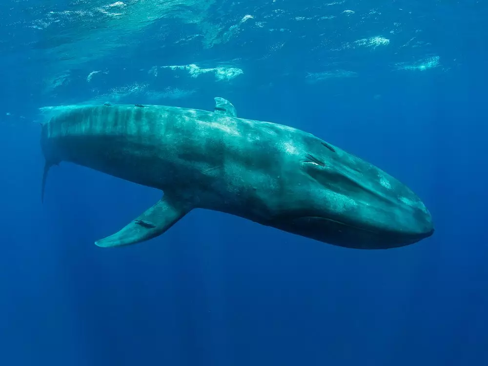 Көк кит