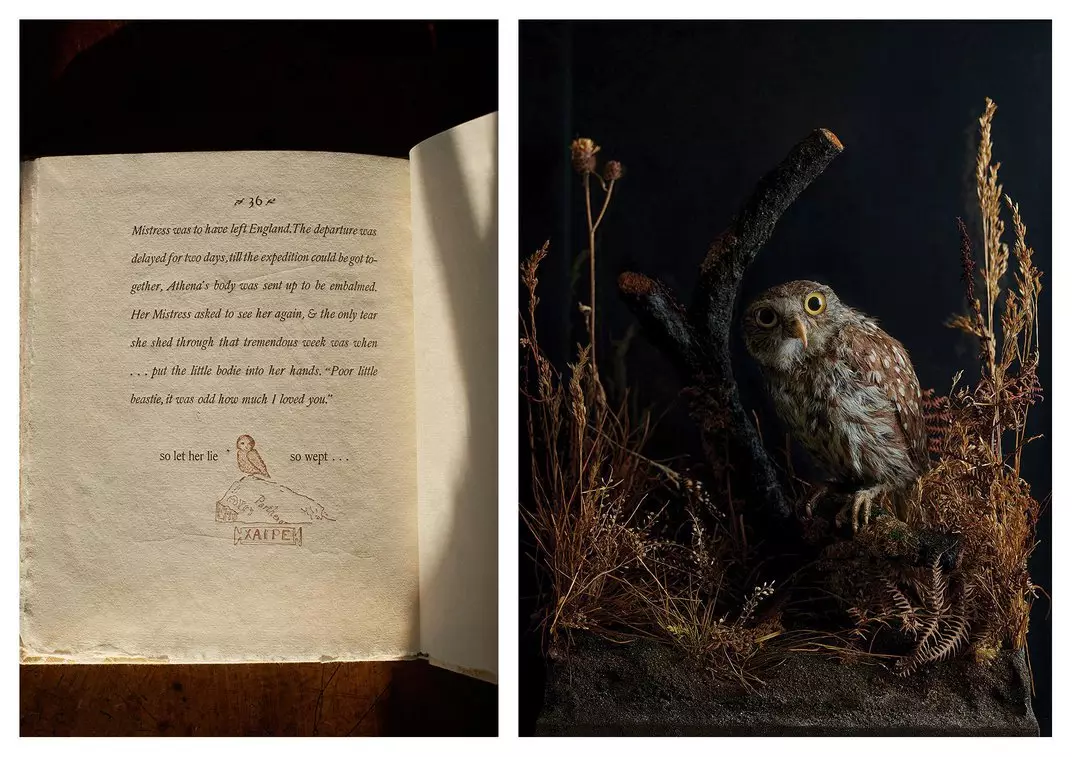 A la izquierda, una página de Pet Owl de Florence Nightingale, Athena: A Sentimental History de Parthenope, Lady Verney. A la derecha, Athena, la lechuza de Florencia en el Museo Florence Nightingale