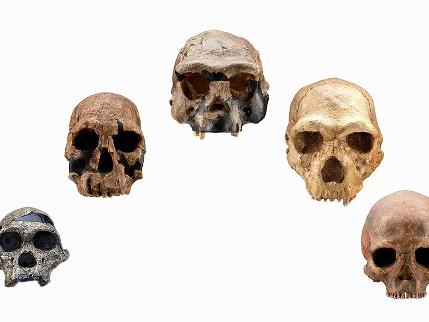 Una linea temporale evolutiva dell'Homo Sapiens 35149_1