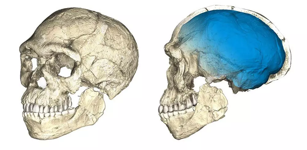 Pagtukod pag-usab sa Homo Sapiens Skull