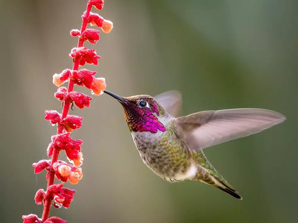 O pasăre colibri roz și verde bea nectar dintr-o floare roșie