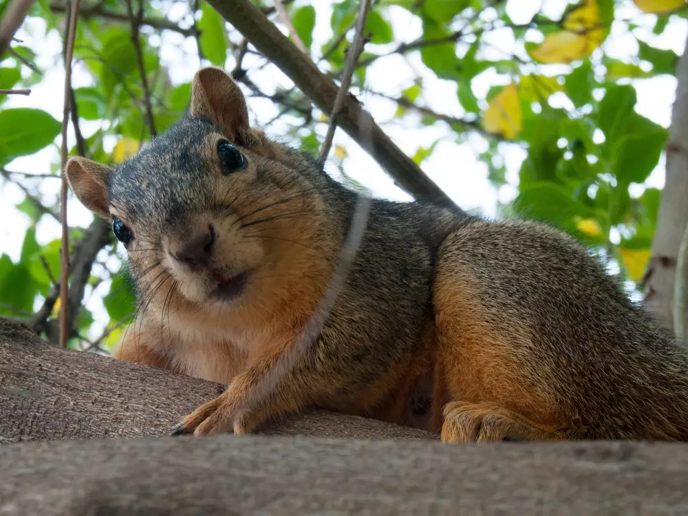 Eastern_fox_squirrel_(Sciurus_niger)_in_a_tree၊_Los_Angeles၊_California.jpg