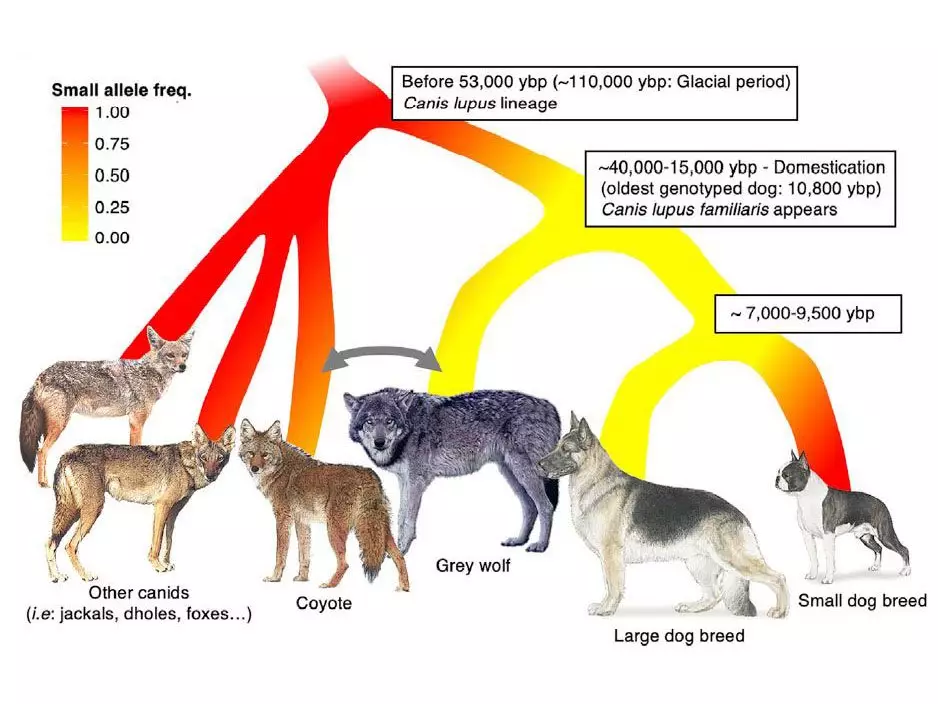Gráfico que mostra a evolución dos cans e a mutación xenética asociada a cans máis pequenos