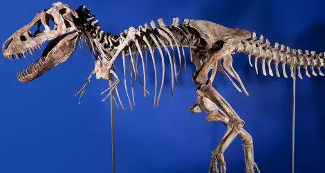20120522094012тарбосаурус-скелетон.јпг