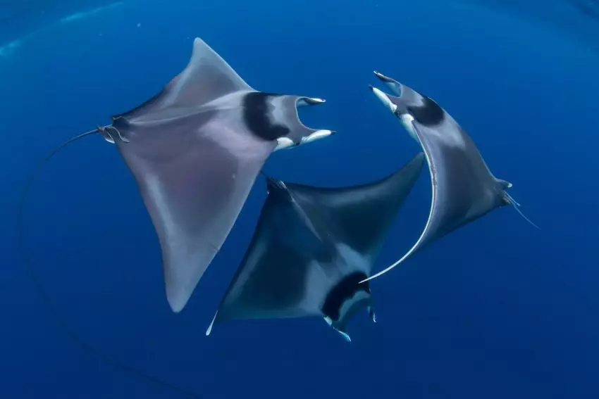 海洋艺术水下摄影比赛海洋生活行为邓肯穆雷尔考廷魔鬼射线芭蕾舞850x567.jpg