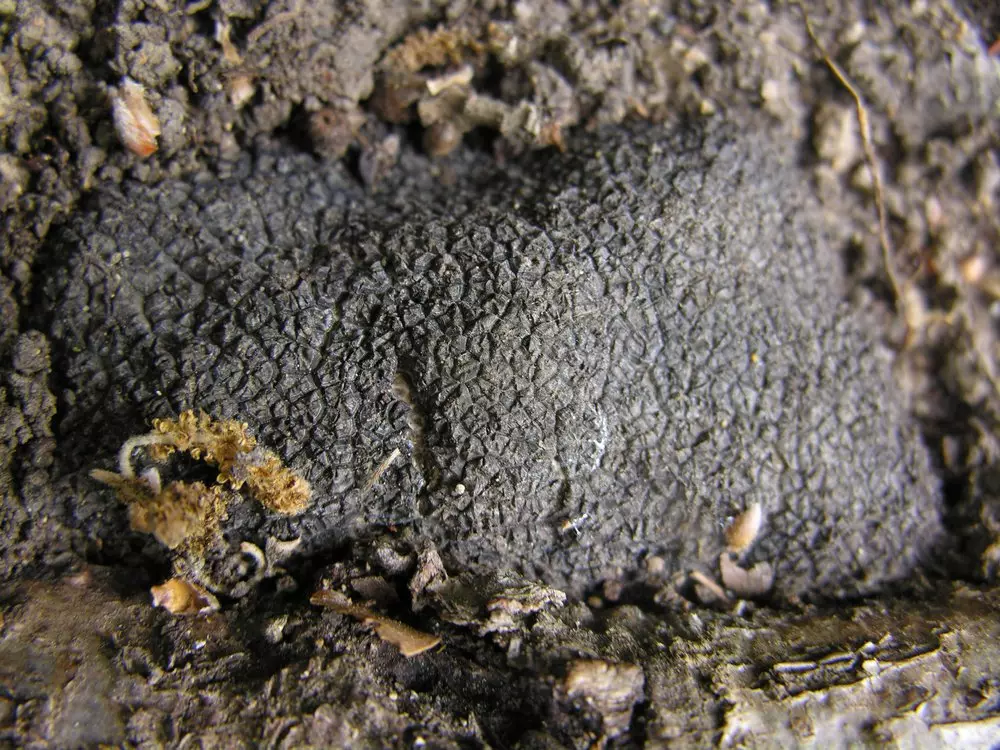 Une truffe noire dans le sol. La photo montre la truffe de près pour montrer sa texture irrégulière