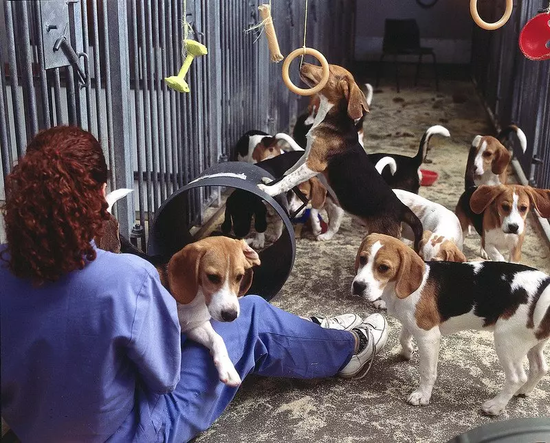 Beagles