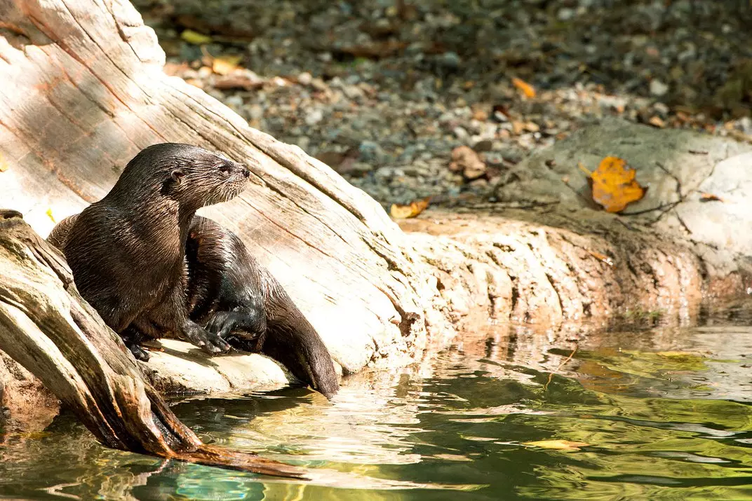 River otter