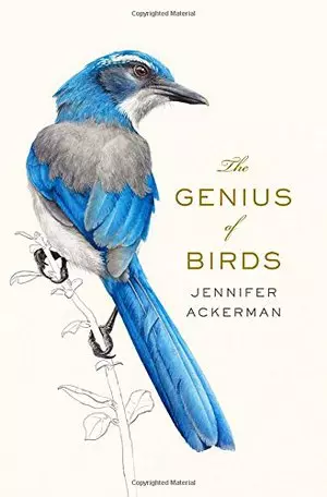 ესკიზის გადახედვა The Genius of Birds-ისთვის