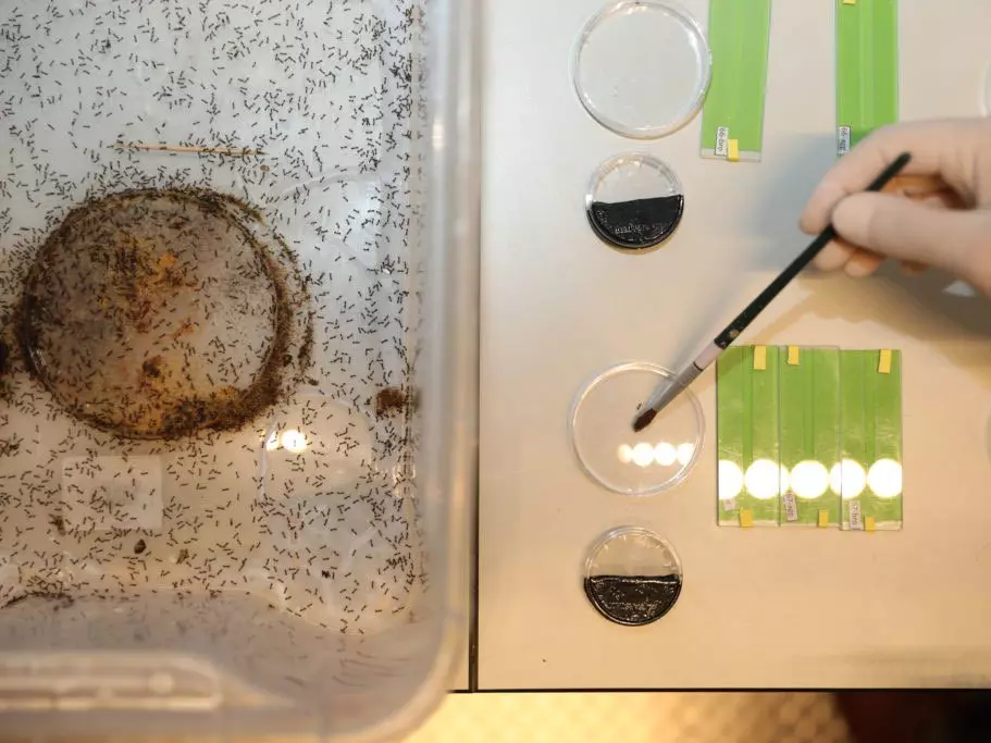Cercetătorii mută furnici cu perie