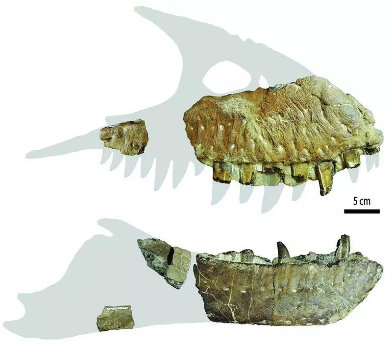 Nowo odkryty tyranozaur był kluczem do powstania olbrzymich mięsożerców 35413_4