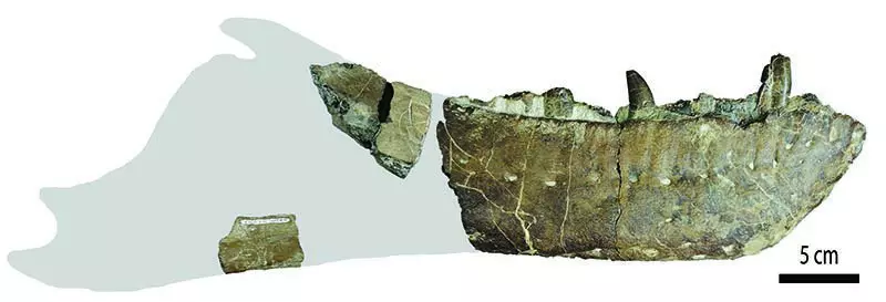 Nowo odkryty tyranozaur był kluczem do powstania olbrzymich mięsożerców 35413_5