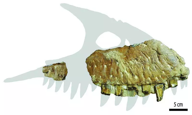 Жаңы ачылган тираннозавр ири эт жегичтердин өсүшүнүн ачкычы болгон 35413_6