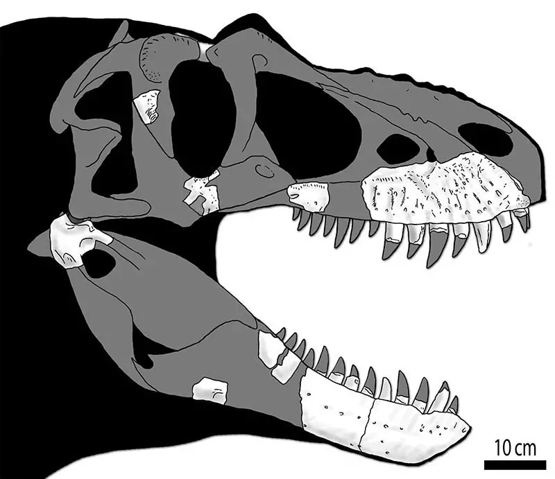 Jaunatklātais tiranozaurs bija galvenais gaļas ēdāju skaita pieaugums 35413_7