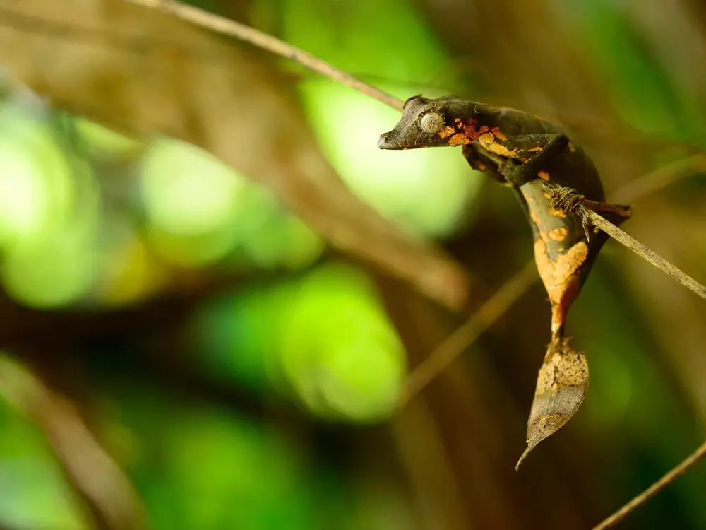 Gecko yenye mkia wa majani