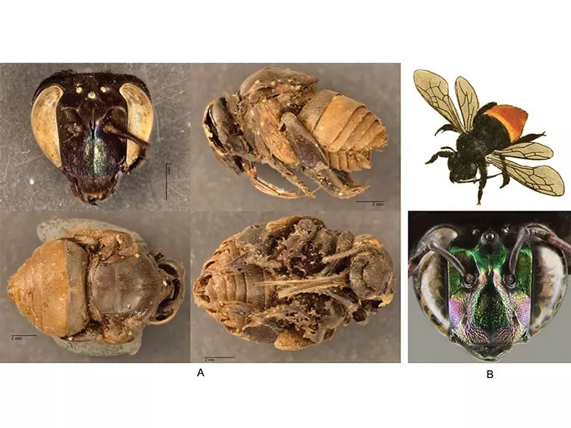 Мумифициране пчеле опорављене из структура гнезда