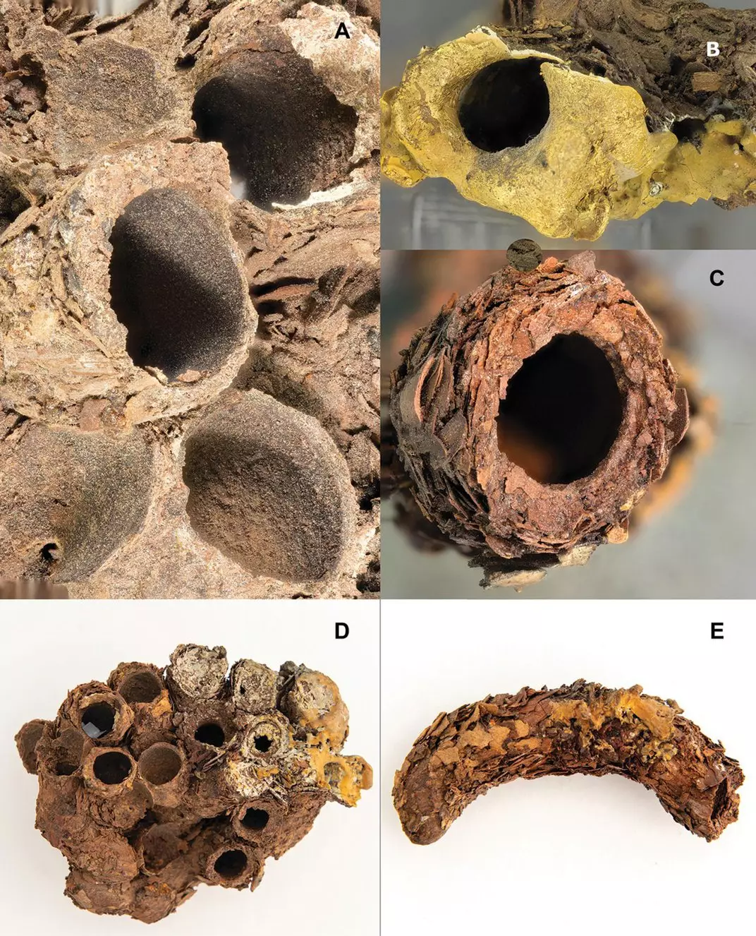 Гнездо мумифицираних пчела