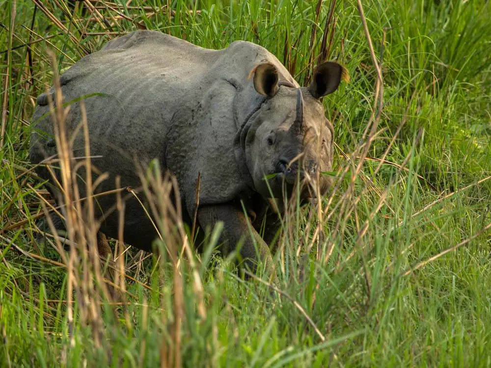 Kasar Nepal Ta Yi Bikin Cika Shekaru Biyu Kyauta Daga Farautar Rhino