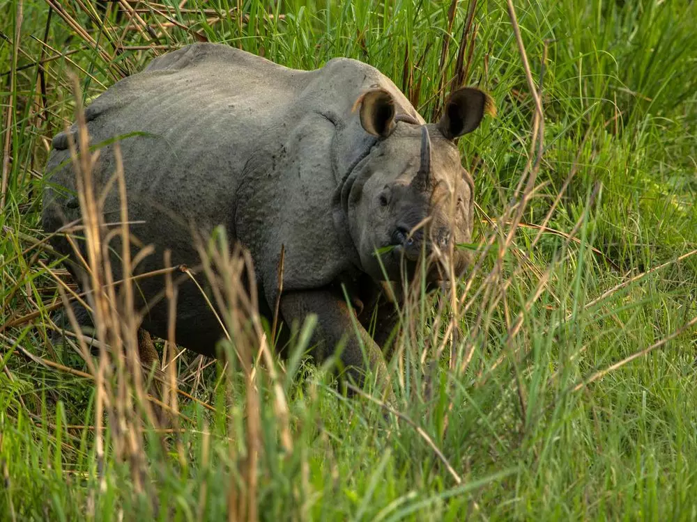 Nepalese neushoorn