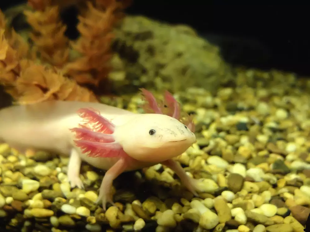 Axolotl