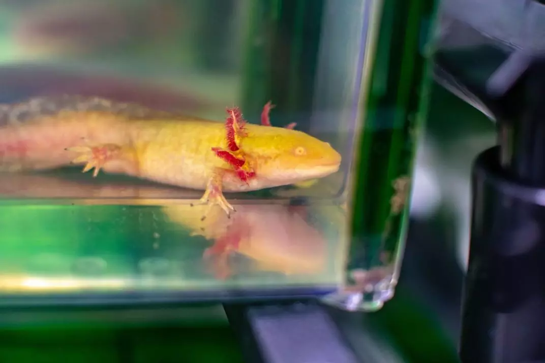 Ụlọ ọrụ Axolotl