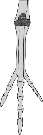 Diagram yang menunjukkan penempatan tulang pergelangan kaki ceratosaurus.