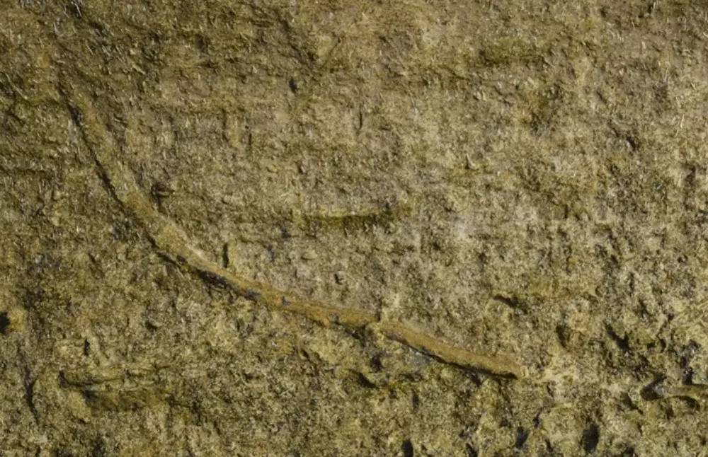 Fossili li turi mina magħmula minn dud tal-qedem