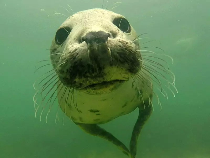 seal-clapping-seal-close-up-two-column.jpg
