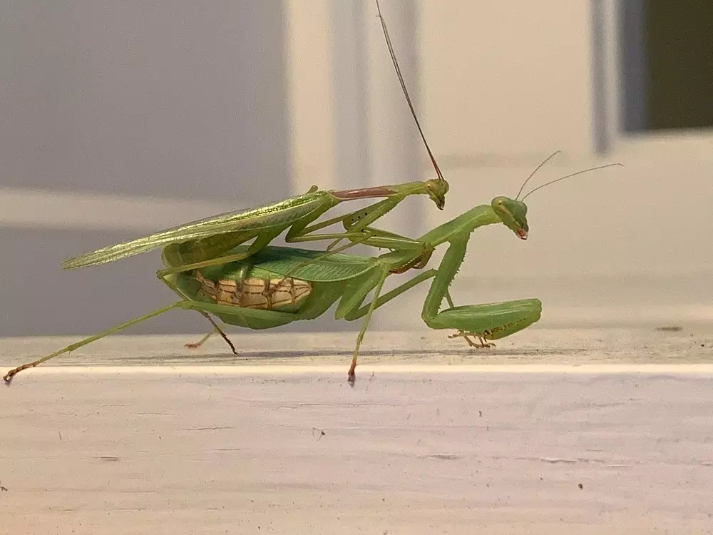 Dois louva-a-deus Springbok acasalando em um peitoril da janela