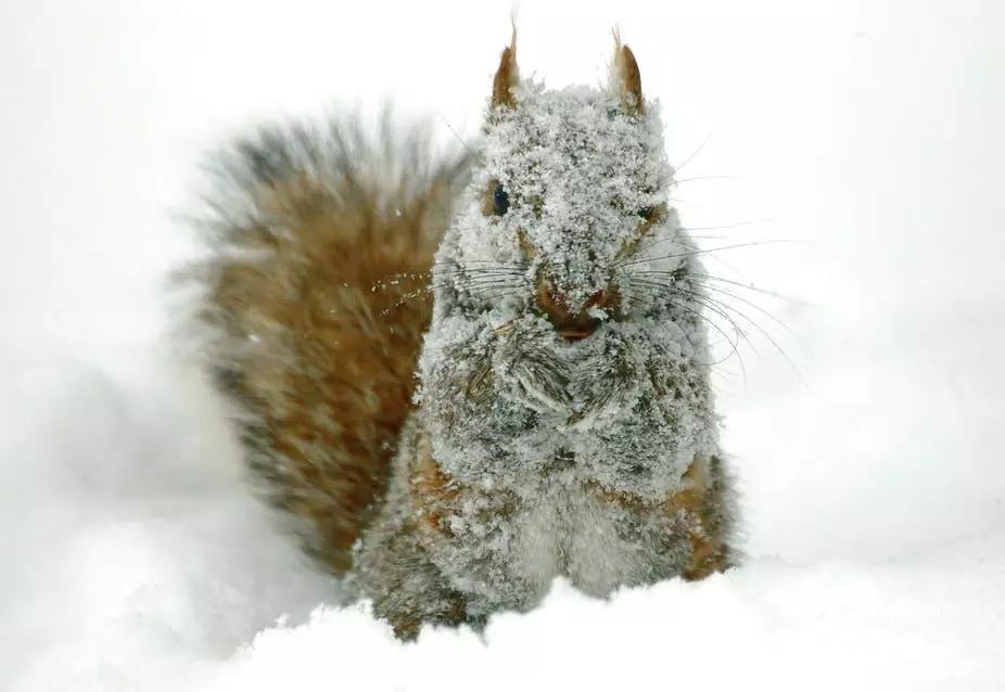 Chilly Squirrel