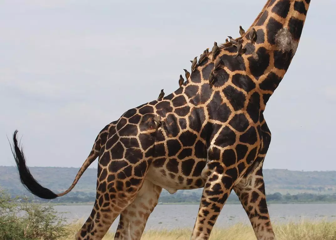 Hogyan irritálja egy apró féreg a legfenségesebb zsiráfokat 35603_3