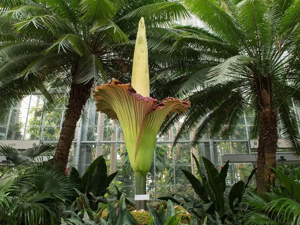 Un fiore cadavere si erge alto al centro dell'immagine circondato da fogliame al Giardino Botanico degli Stati Uniti