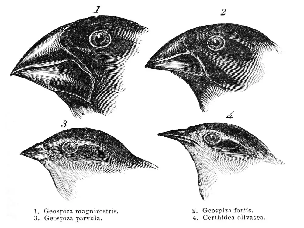 Is-Sponsuni ta’ Darwin