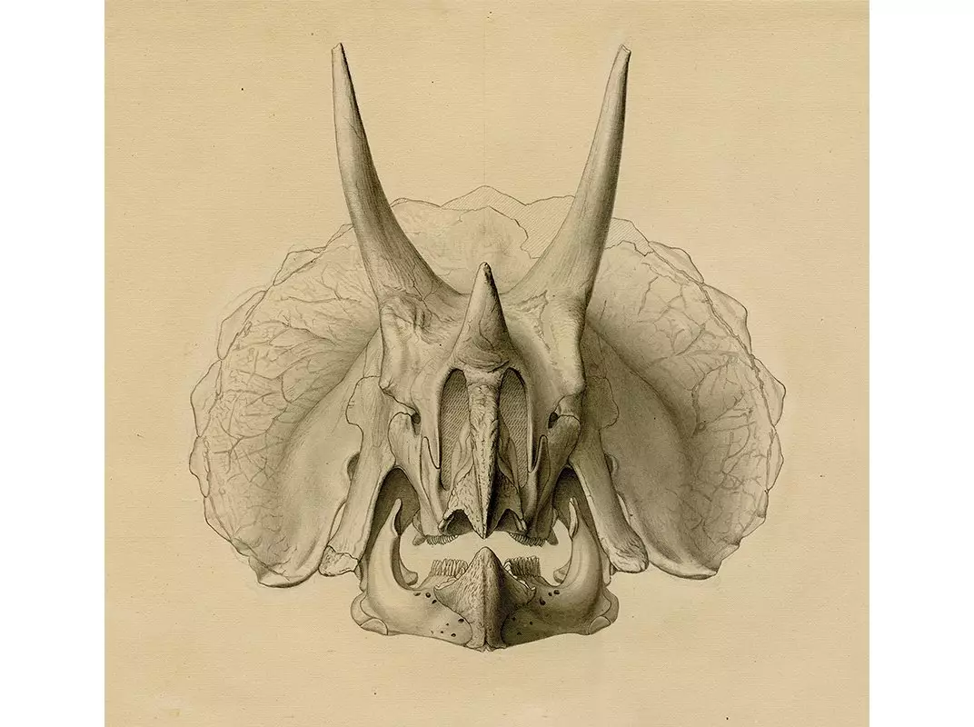 Triceratops prorsusu