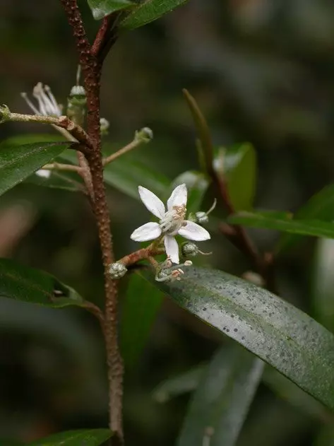 Nématolepis brillant (Nematolepis wilsonii)