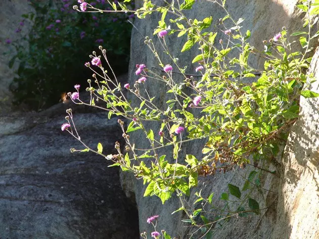 Tsodilo-Gänseblümchen (Erlangea remifolia)