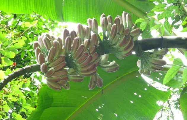 Banana çolê ya Yunnan (Musa itinerans)