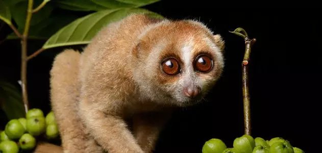 slow-loris-bill-allman-test.jpg