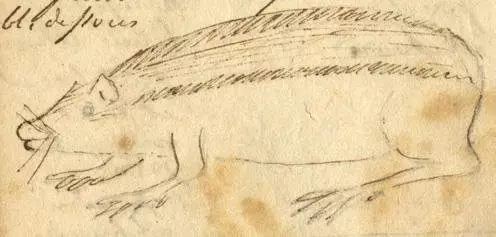 Audubon Melawak Rakan Naturalis dengan Mencipta Tikus Palsu 35785_4