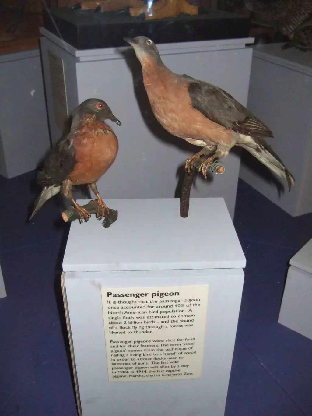 burung merpati penumpang