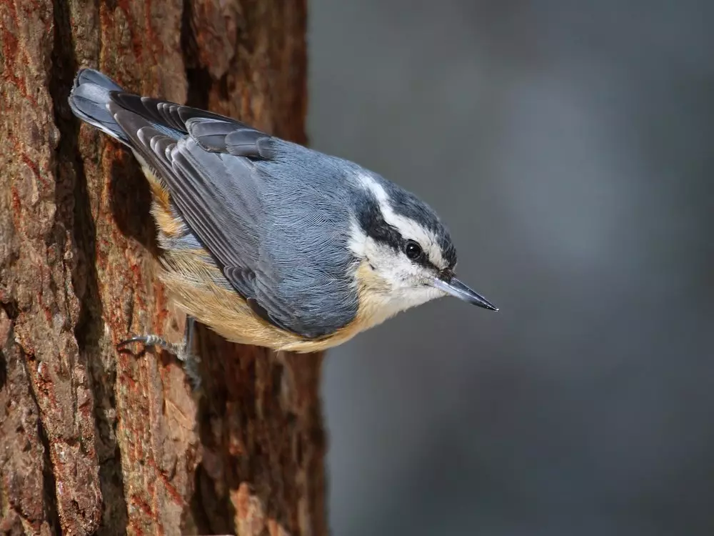 Црвено-гради Nuthatch