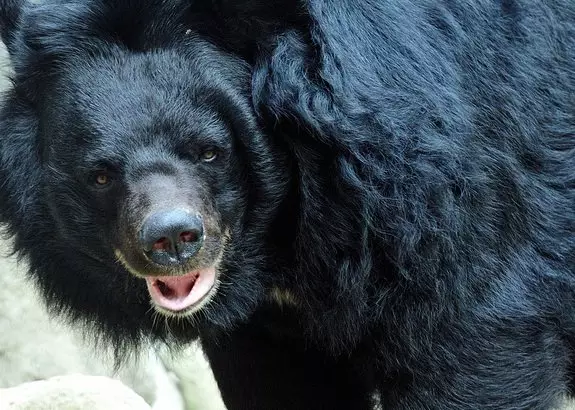 Un oso negro asiático, tamén coñecido como oso da lúa
