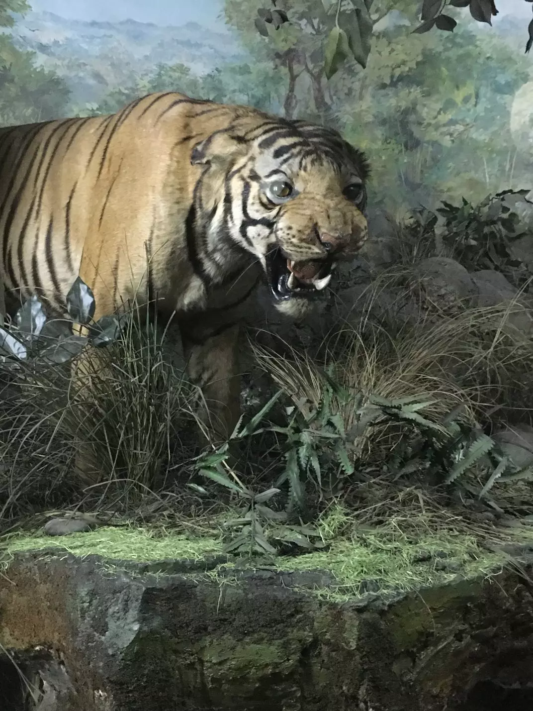 Incendio arrasa el Museo Nacional de Historia Natural de Nueva Delhi 35897_3